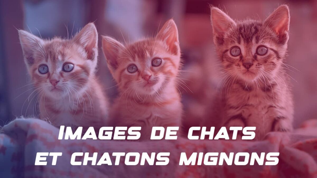 Images de chats et chatons mignons gratuites : photos libres de droits