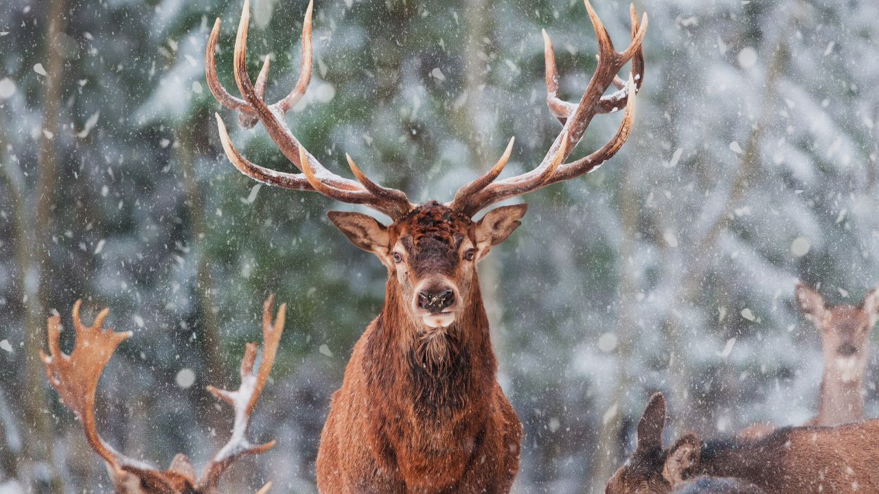 Quelle est la différence entre un renne et un caribou