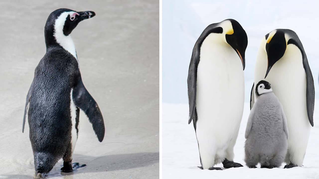 Quelle est la différence entre le pingouin et le manchot